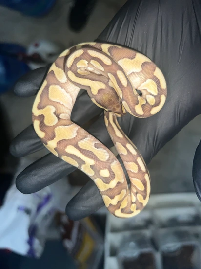 Butter Enchi Ball Python by Popcorn Pythons