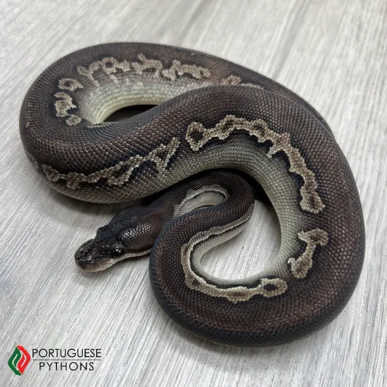 Black Head Cinnamon HRA Leopard **FREE SHIPPING** Ball Python by Portuguese Pythons