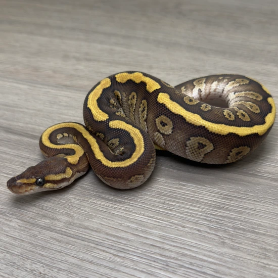 Mojave Red Stripe H Clown Ball Python by Portuguese Pythons