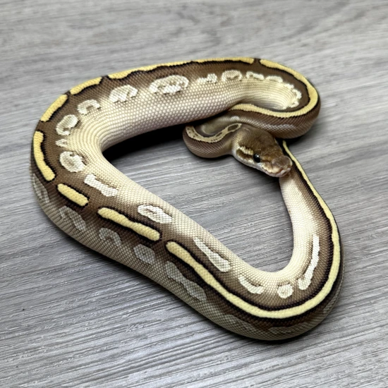 Bongo Lesser H Paint Ball Python by Portuguese Pythons