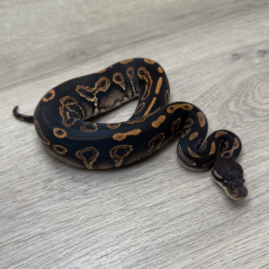 Black Head Black Pastel H Clown Ball Python by Portuguese Pythons