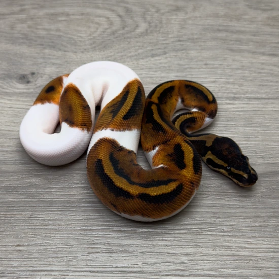 Pied Ball Python by Portuguese Pythons