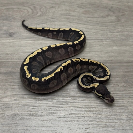 GHI Mojave DH Hypo Clown Ball Python by Portuguese Pythons
