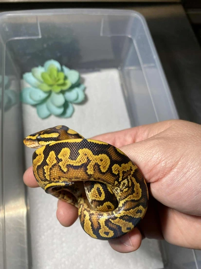 Special Acid Yellow Belly Pos Pastel Ball Python by Elliott Exotics