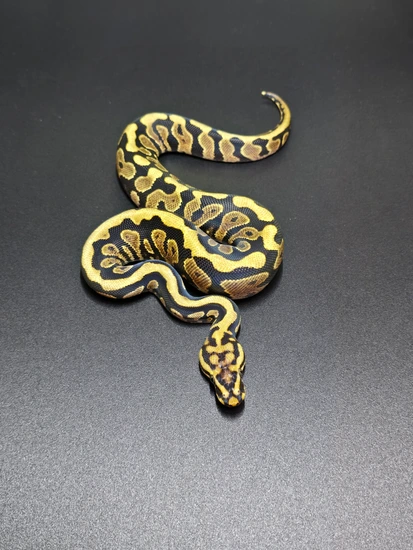 Spotnose Yb Dh Dg Clown Ball Python by Rip City Reptiles
