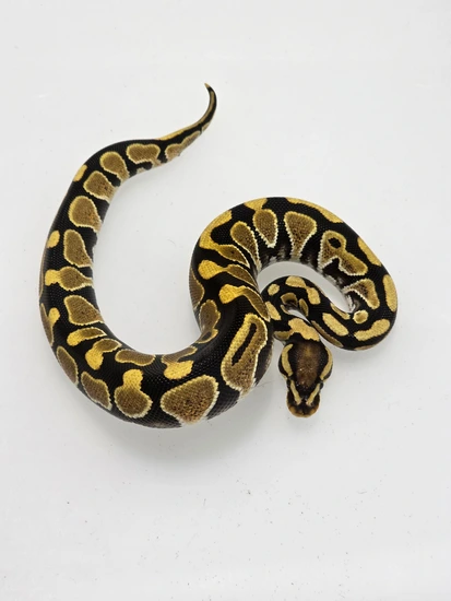 Lace G2 Granite Het Clown Ball Python by Rip City Reptiles