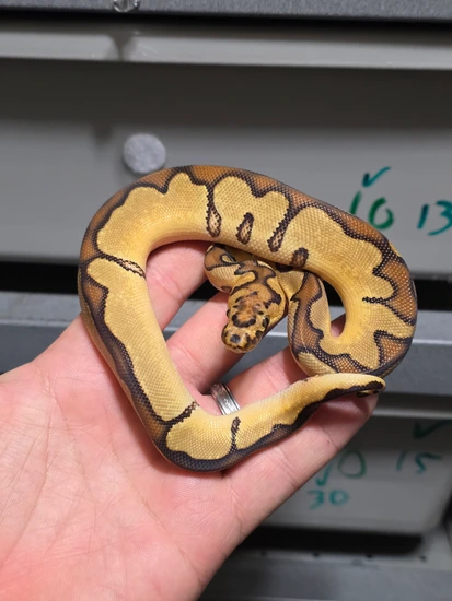 Enchi Trojan Clown Ball Python by Rip City Reptiles