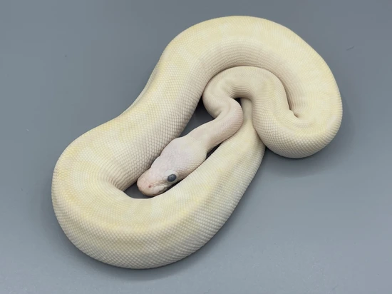 Bamboo Mojave GHI Ball Python by Pow Reptiles