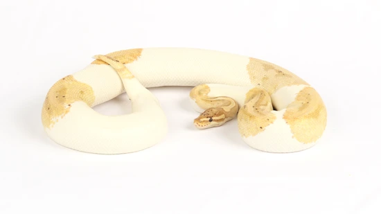 Proven Coral Glow Pied Female Ball Python by Precision Pythons