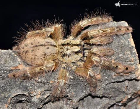 Stromatopelma Calceatum (Feather-leg Baboon) Tarantula by Predator and ...
