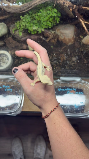 Lily White Crested Gecko by Predator and Prey Exotics