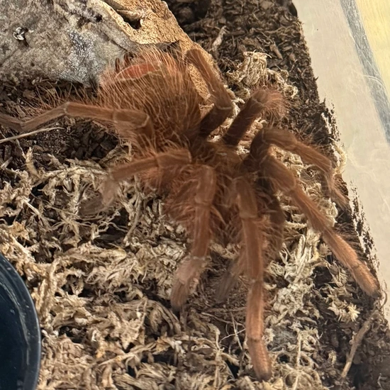 Burgundy Goliath Bird Eater (Theraphosa Stirmi) Tarantula by Predator ...