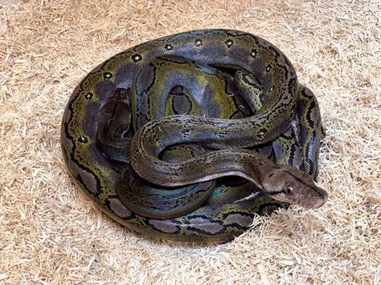 Super Motley Maker Pair Reticulated Python by Prehistoric Pets