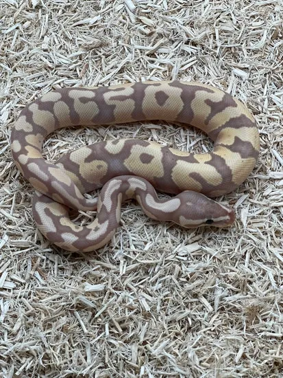 Coral Glow Orange Dream Ball Python by Prehistoric Pets