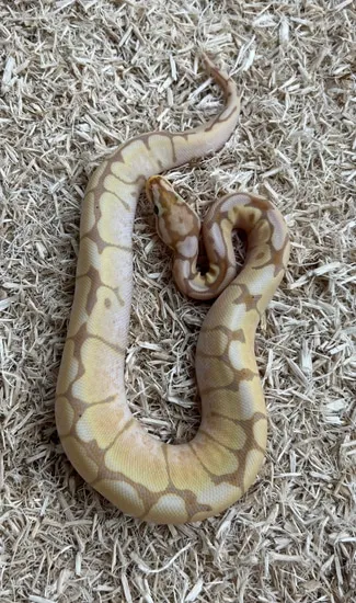 Banana Woma Ball Python by Prehistoric Pets