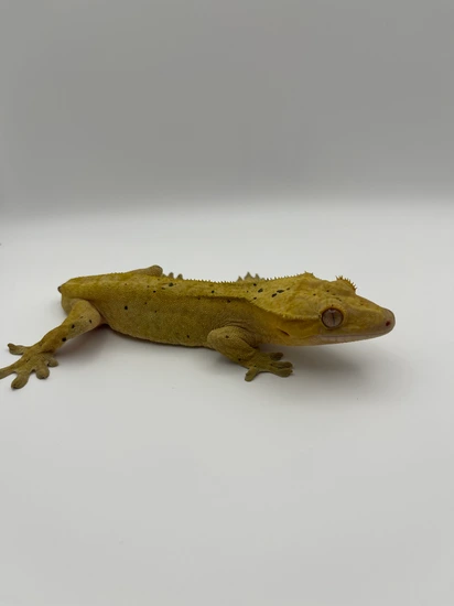 Yellow Dalmation Crested Gecko by Prettylittlegecks