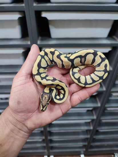 Vanilla Desert Ghost 100%het Hypo Ball Python by PrideBreedsPassion Reptiles
