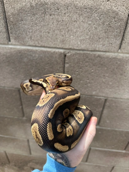 Stranger Pos Jedi Het Enhancer 50% HET CLOWN,50 % HET G Stripe Ball ...