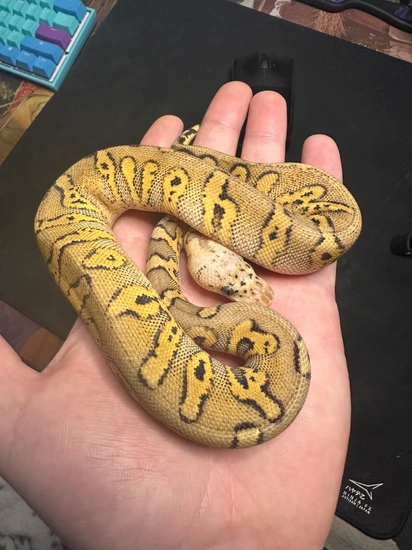 Pastel Stranger Clown Het Ultramel Het Ghost Ball Python by Prince Exotics