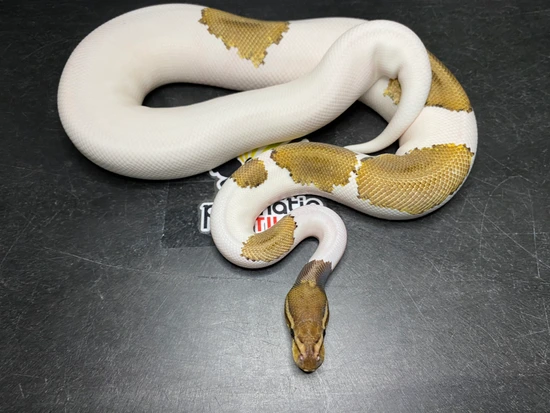 Mojave YB Pied Ball Python by Prismatic Reptiles