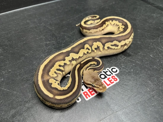Pastel Leopard Mojave Het DG 50% Het Pied Ball Python by Prismatic Reptiles