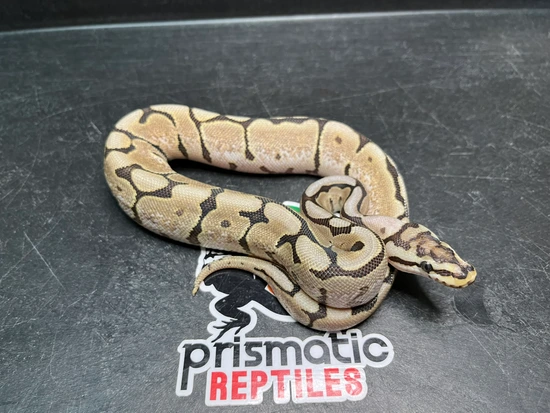 Enchi Fire Spider DH DG Puzzle Ball Python by Prismatic Reptiles