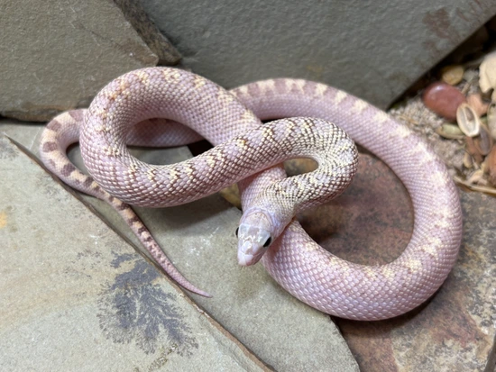 Hypo Whitesided Het Patternless 66% PDH Snow Bullsnake by Prismatic ...