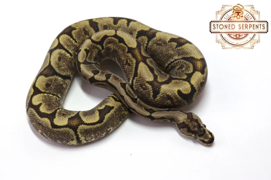 GHI Spider Het Hypo Ball Python by NeverEndinMorphs