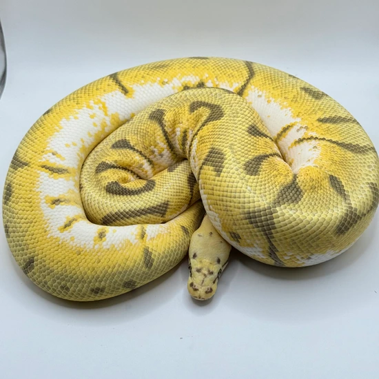 Enchi Bumblebee Hypo Desert Ghost Ball Python by ProlificPythonz LLC