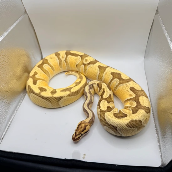 Fire Od Enchi DH DG Clown Ball Python by ProlificPythonz LLC
