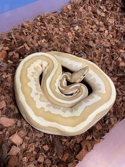 Banana Butter Leopard Het Pied Ball Python by Promise Reptiles