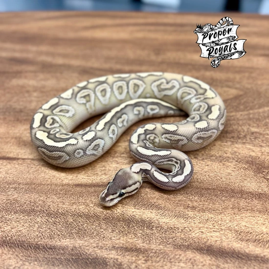 Special Mystic 66% Het Clown Male Ball Python by Proper Royals