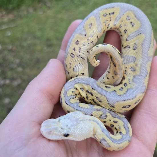 Killer Vanilla Leopard Clown (Tail Tip Kink) Ball Python by Snake Doctor