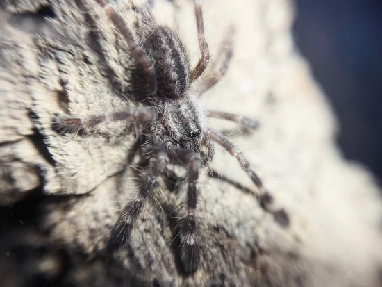 Mysore Ornamental (Poecilotheria Striata) Tarantula Spiderling by ...
