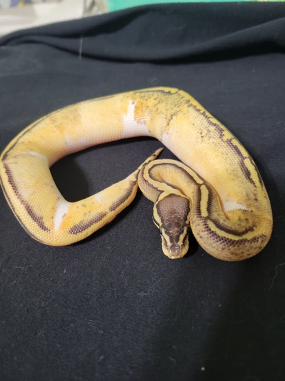 Super Pastel (Killer) Piebald Female Ball Python by Psychedelic ...