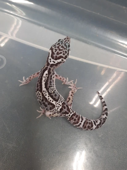 Black Night Cross Mack Snow Het Murphy Patternless TSM Leopard Gecko by ...