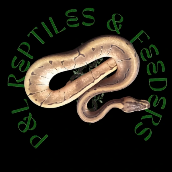 Spinner Enchi Ball Python by P&L Reptiles