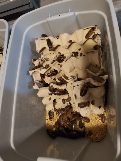 Dubia Roach Breeding Colony 400ct Cockroach by PTW Chams