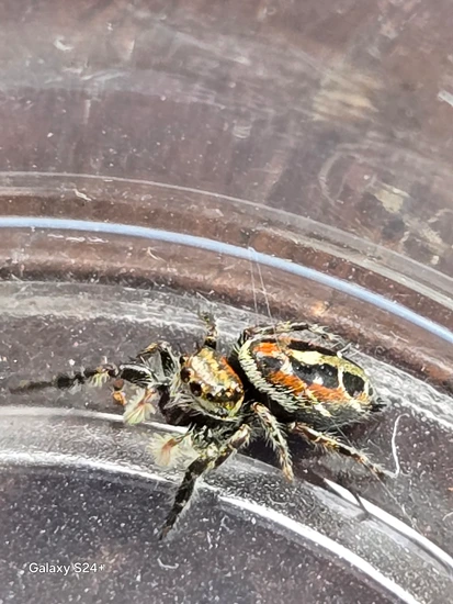 Phidippus Phoenix Jumping Spider by Phid Keeper