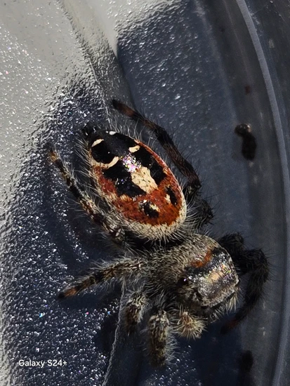 Phidippus Phoenix Jumping Spider by Phid Keeper