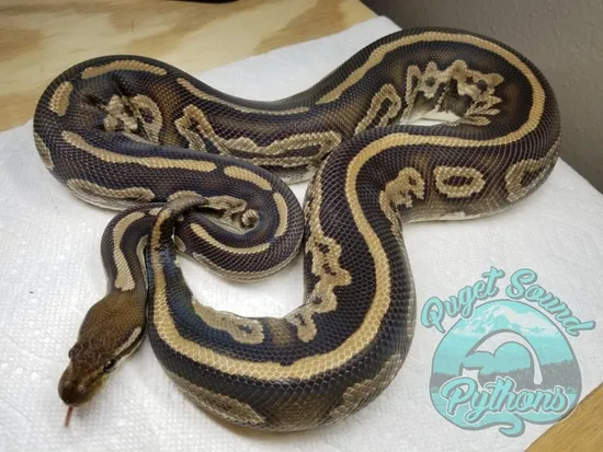 Cinnamon Het Pied Ball Python by Puget Sound Pythons