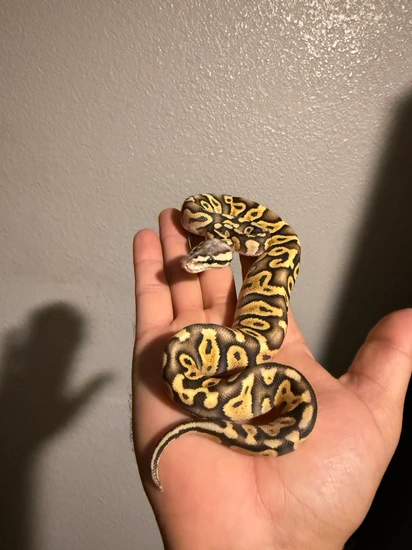 Super Pastel Chocolate Het Clown Ball Python by E&J Reptiles