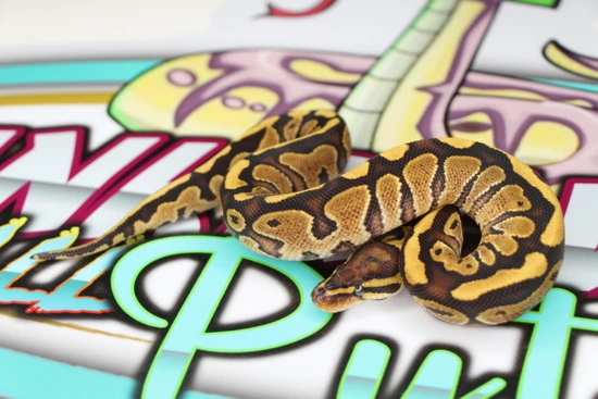 Special Fire Ball Python by Punkrawkah Ball Pythons