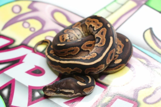 Cinnamon Special Ball Python by Punkrawkah Ball Pythons