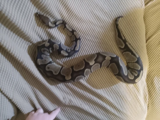 Normal Ball Python by Hexton Reptiles