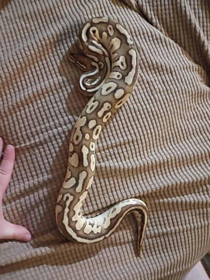 Female BUTTERBALL Ball Python by Hexton Reptiles