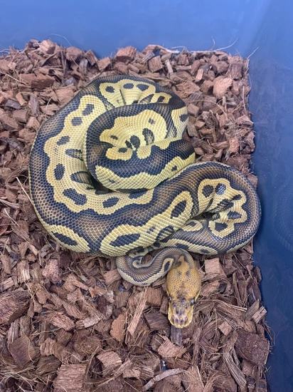Cypress Leopard (Trojan) Clown Ball Python by Pura Vida Pythons
