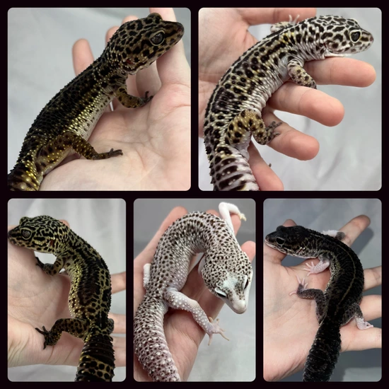 Bundle Pack Leopard Gecko by Pure Gold Gecko’s
