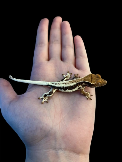 Black Dragon Baby Crested Gecko by Pure Gold Gecko’s