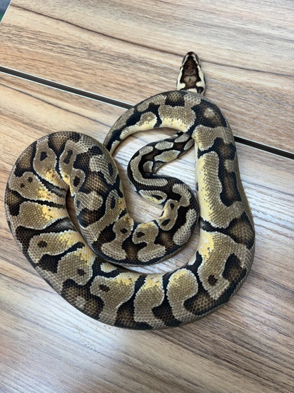 Pastel Enchi DH Puzzle Hypo Ball Python by Purple Rain Reptiles